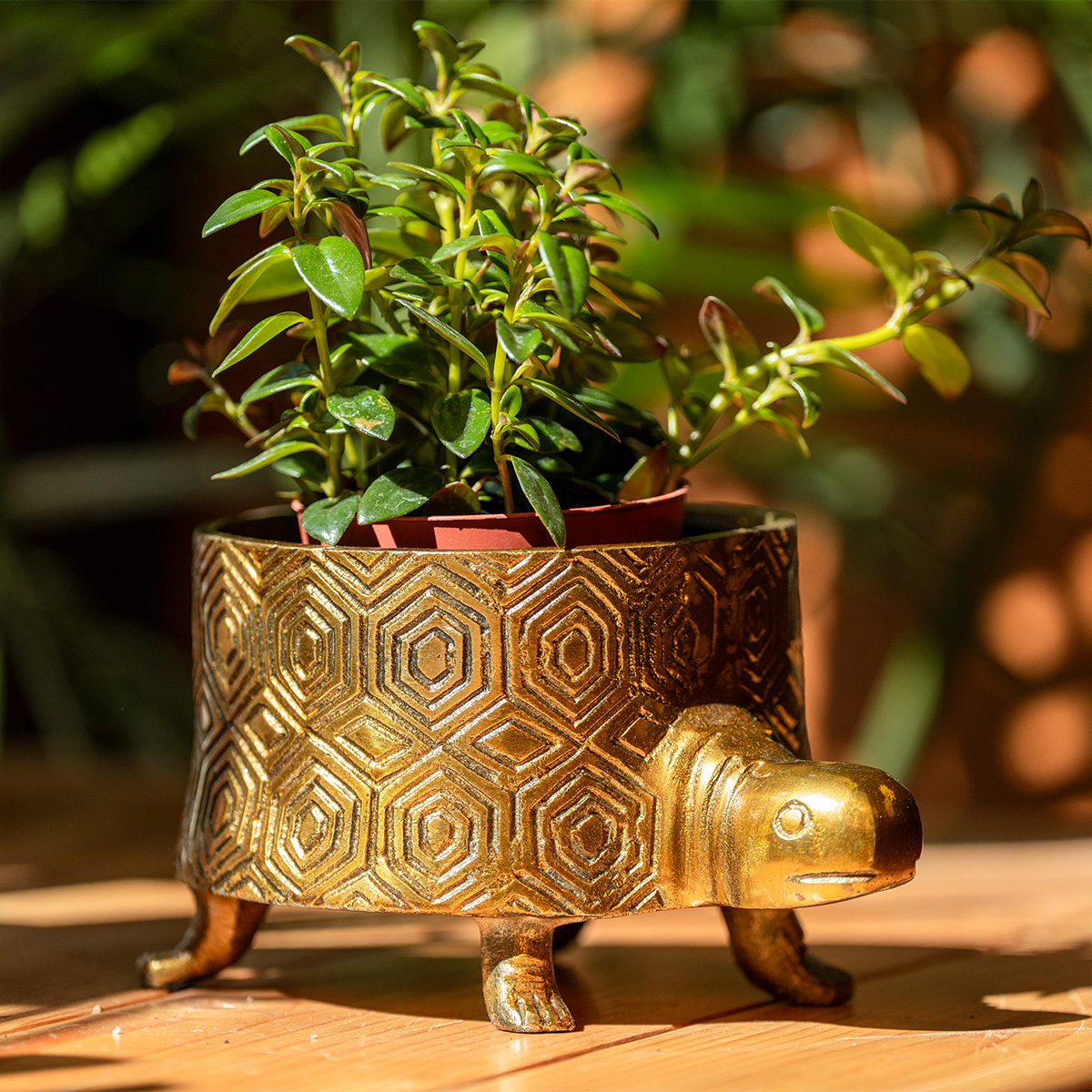 Riza Plants - First Street Napa