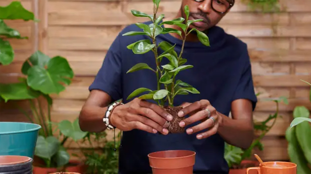 Riza Plants Repotting 101 Workshop - First Street Napa